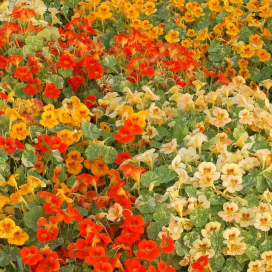 Tropaeolum Nanum 'alaska Mix' (nasturtium, Dwarf Alaska Mix) Flower ...