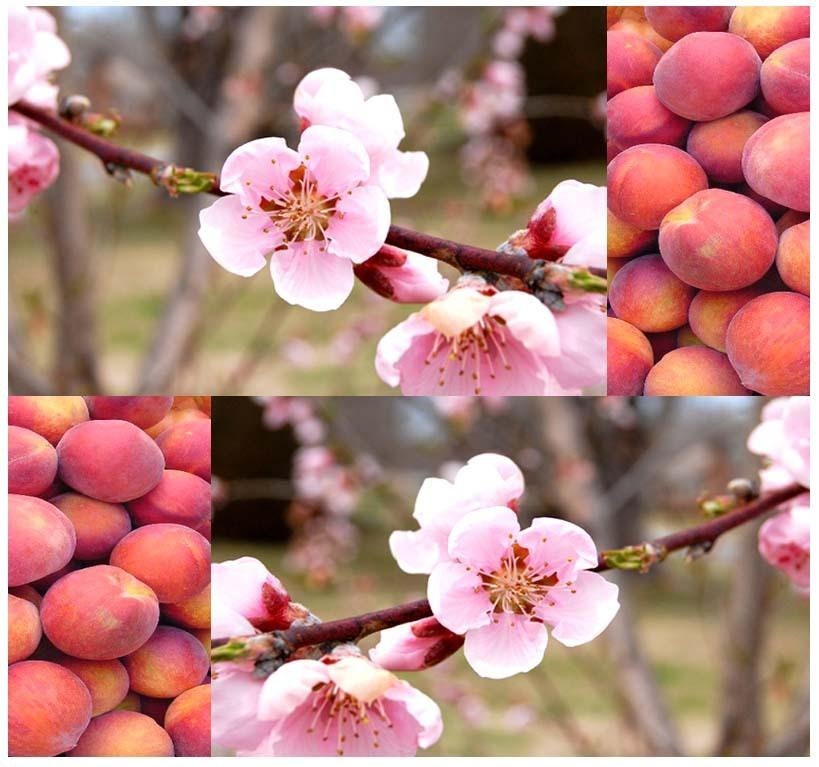 Prunus Persica Nemaguard (nemaguard Peach) Fruit Seeds, Rootstock for ...