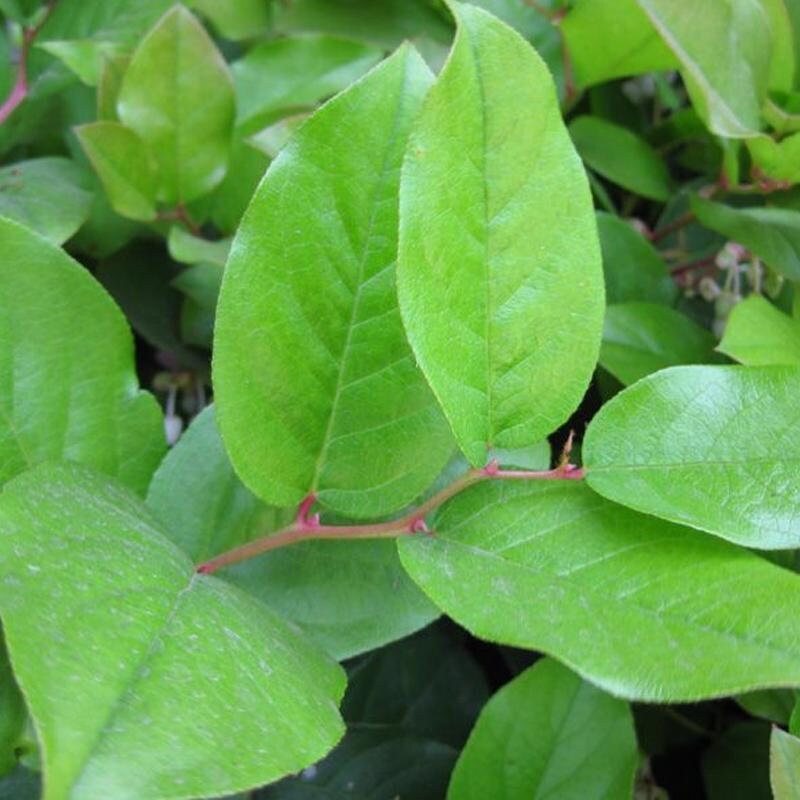 Gaultheria Shallon (shallon, Lemon Leaf) Shrub Seeds, Evergreen Shrub ...