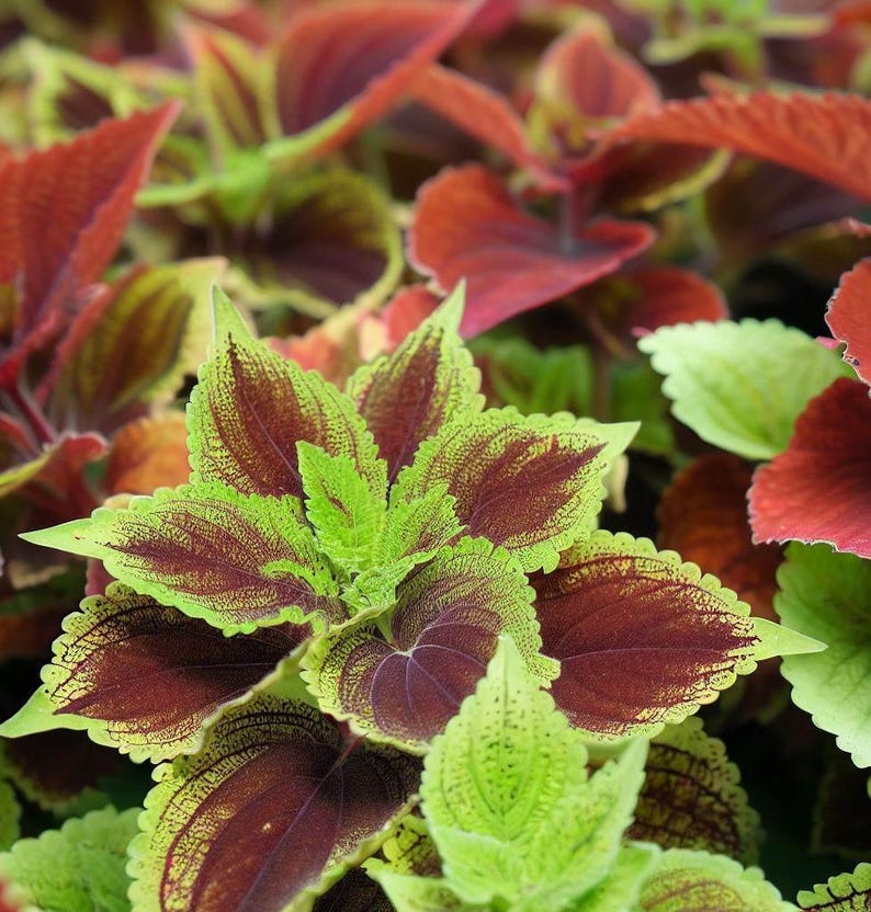 Coleus Blumei (rainbow Mix) Flower Seeds, Prized for Its Vibrant, Multicolored Variegated ...