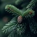 Abies Amabilis (cascade Fir) Tree Seeds, Tall-beautiful Shape, Shiny ...