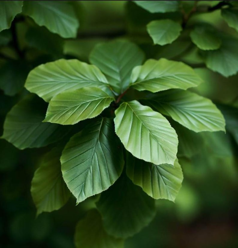 Fagus Sylvatica (european Beech) Tree Seeds, Vibrant Fall Color Shades ...