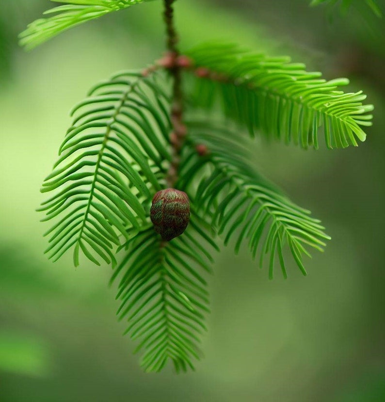 Taxodium Distichum Southern (bald Cypress) Tree Seeds, Towering Height ...