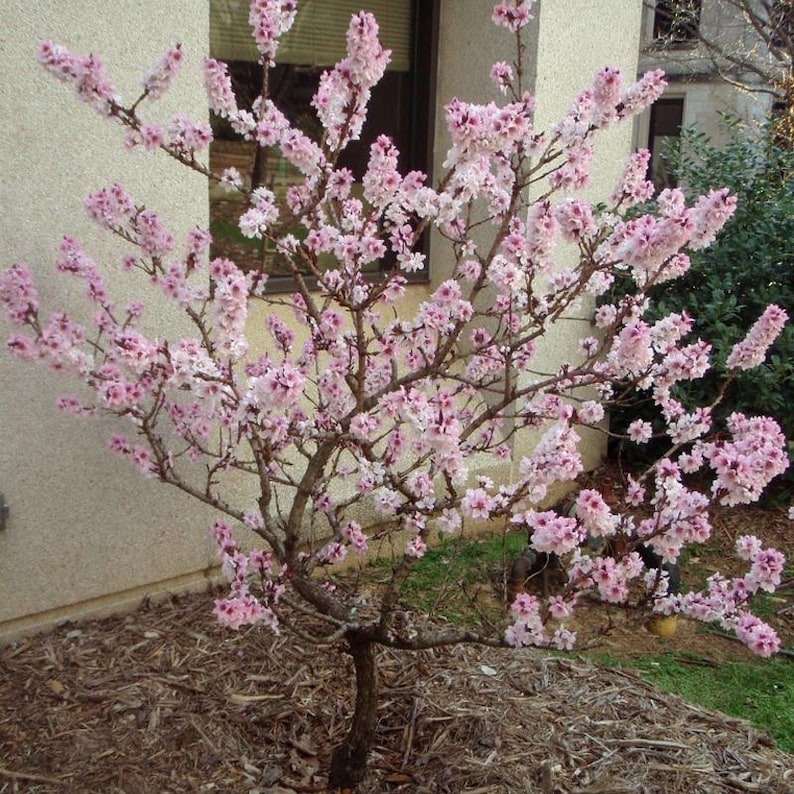 Prunus Persica Lovell (peach, Lovell Peach) Fruit Seeds, Prized as ...