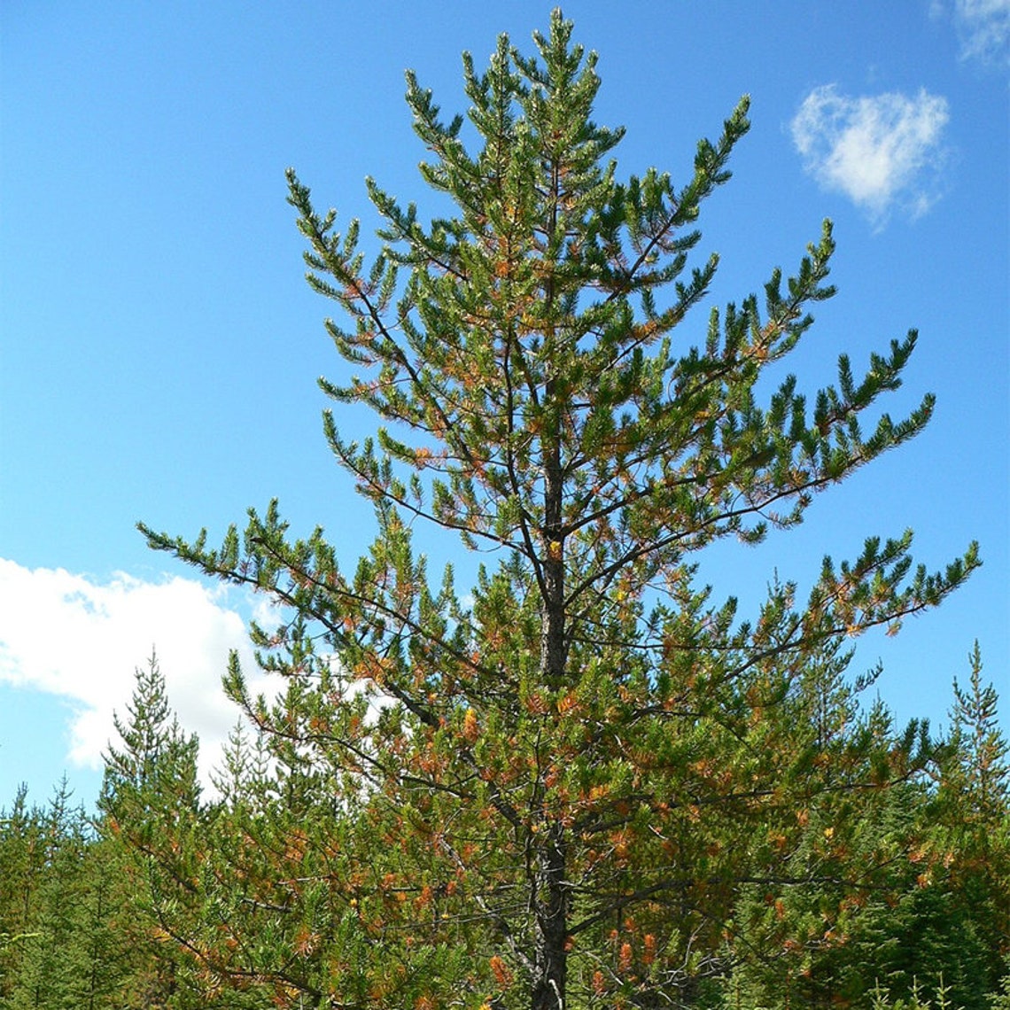 Pinus Banksiana (jack Pine) Tree Seeds, Thrives and Withstands Harsh ...