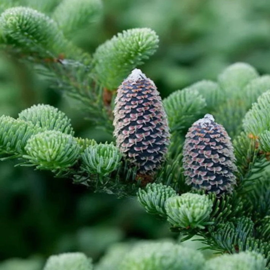 Abies Fraseri (fraser Fir) Tree Seeds, a Popular Christmas Tree Choice ...