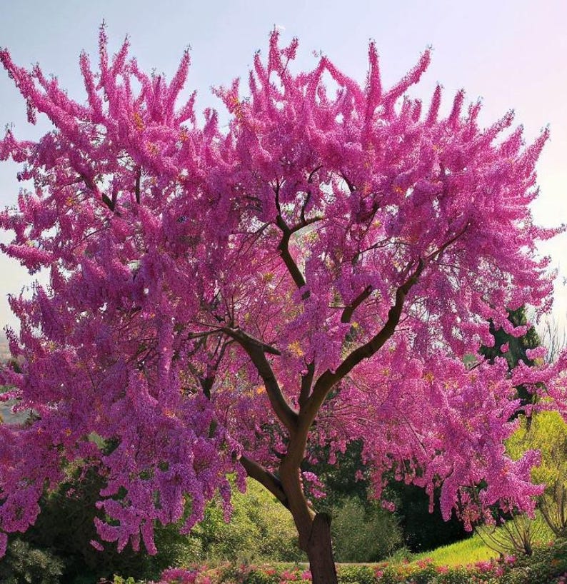 Cercis Siliquastrum (judas Tree) Tree Seeds, Small to Medium-size ...