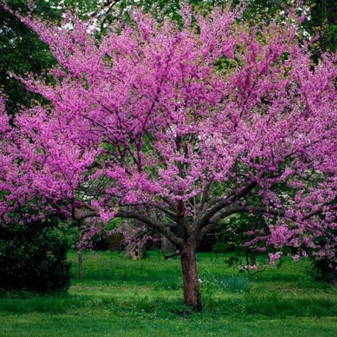 Cercis Canadensis Northern (northern Red Bud) Tree Seeds, Celebrated ...