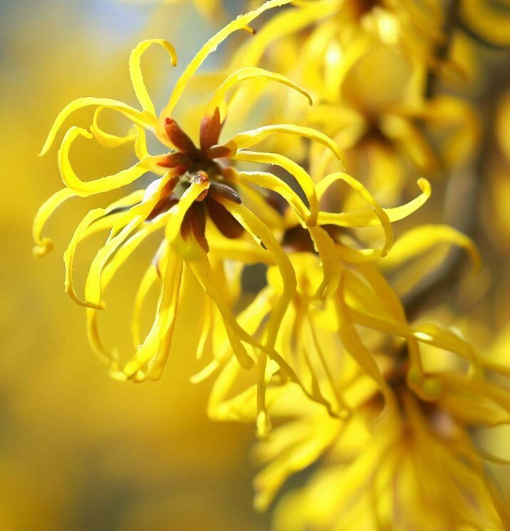 Hamamelis Virginiana (american Witch Hazel, Witchazel) Shrub Seeds ...
