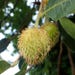 Fagus Sylvatica (european Beech) Tree Seeds, Vibrant Fall Color Shades ...