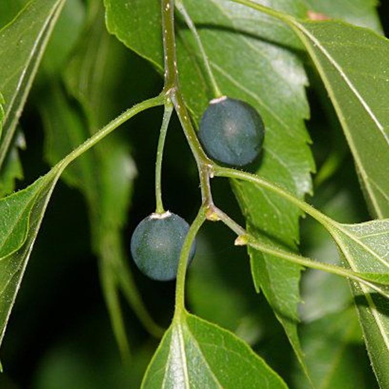Celtis Laevigata (sugarberry) Tree Seeds, Sweet and Edible Fruits ...
