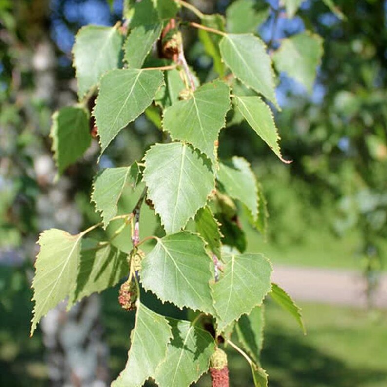 Betula Pendula (alba) (european White Birch) Tree Seeds, Distinctive ...