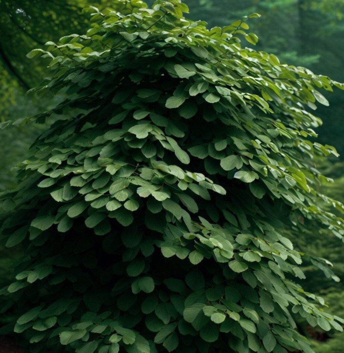 Fagus Grandifolia (american Beech) Tree Seeds, Majestic Tree of North ...
