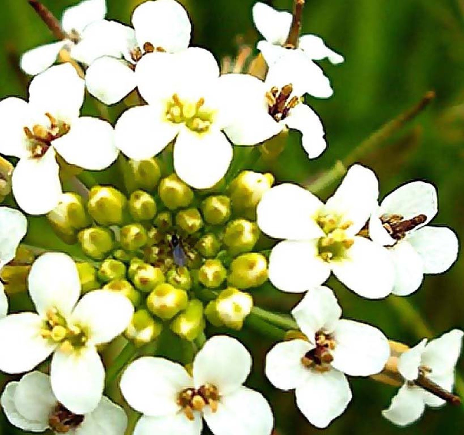Cress, True Watercress (nasturtium Officinalis) Seeds , Peppery Flavor ...
