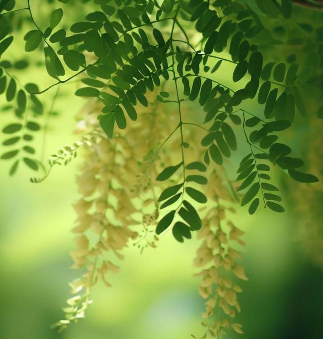 Gleditsia Triacanthos Inermis (thornless Honeylocust, Thornless Honey ...