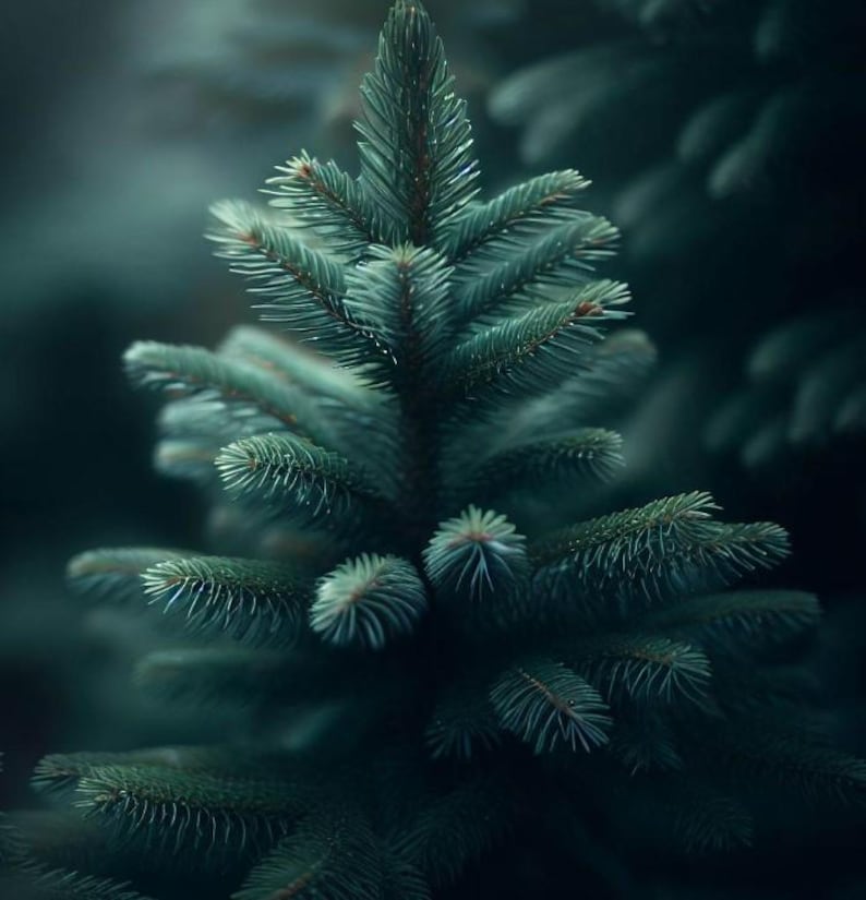 Abies Bornmulleriana (bornmuller Fir) Tree Seeds, Thrives in Mountains ...