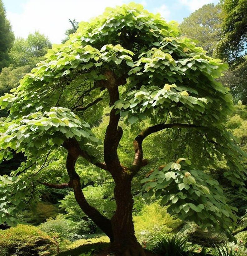 Alnus Japonica (japanese Alder) Tree Seeds, Adaptability to Wet Soils ...
