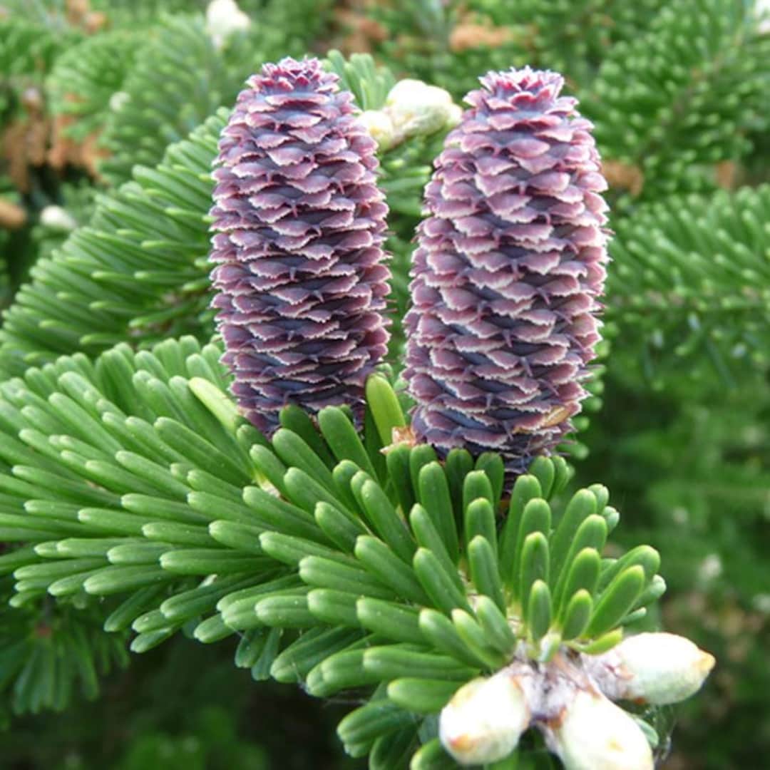 Abies Koreana (korean Fir) Tree Seeds, Striking Silver-banded Needles ...
