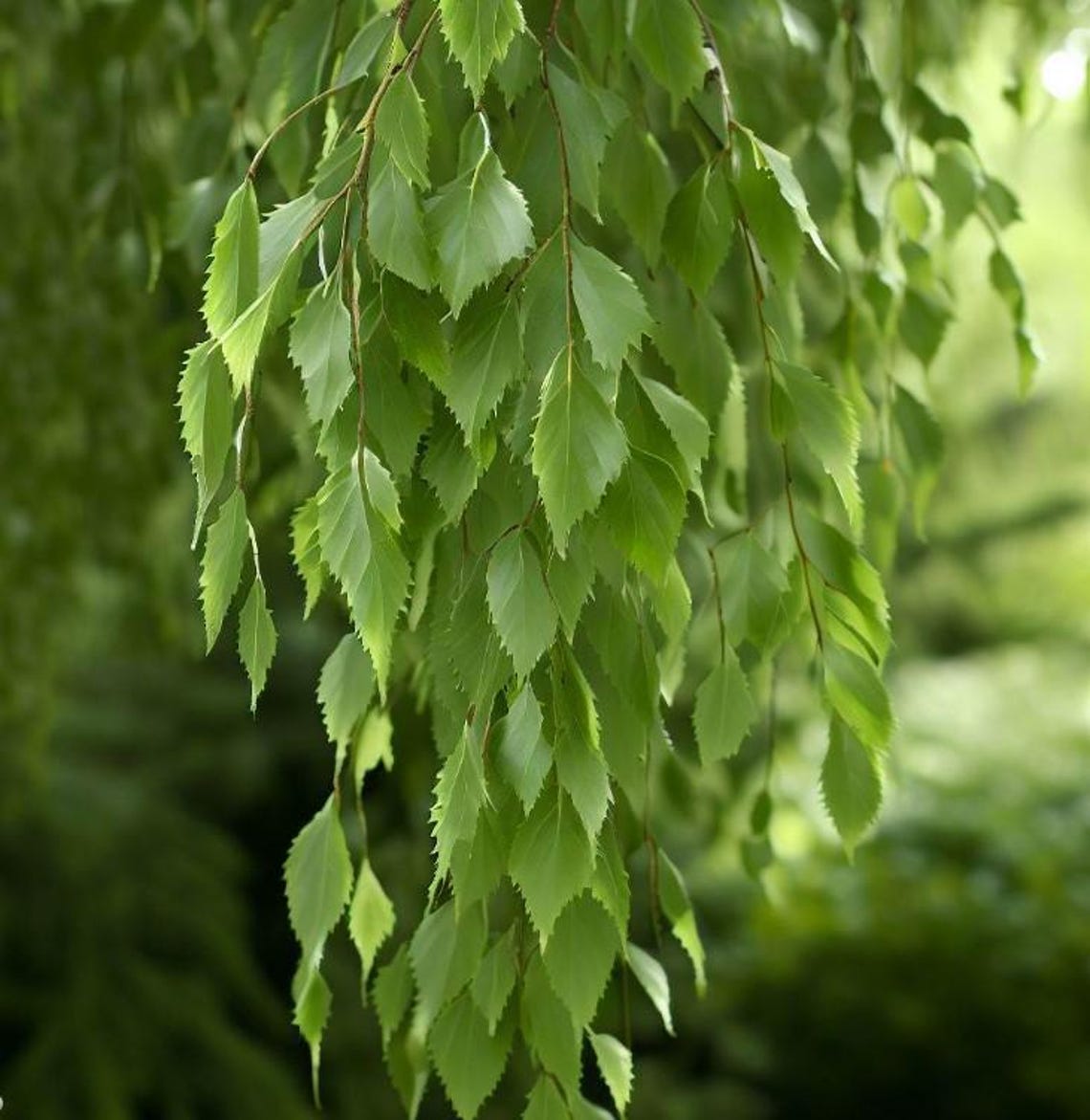 Betula Pendula (alba) R.c.s. (european White Birch) Tree Seeds ...