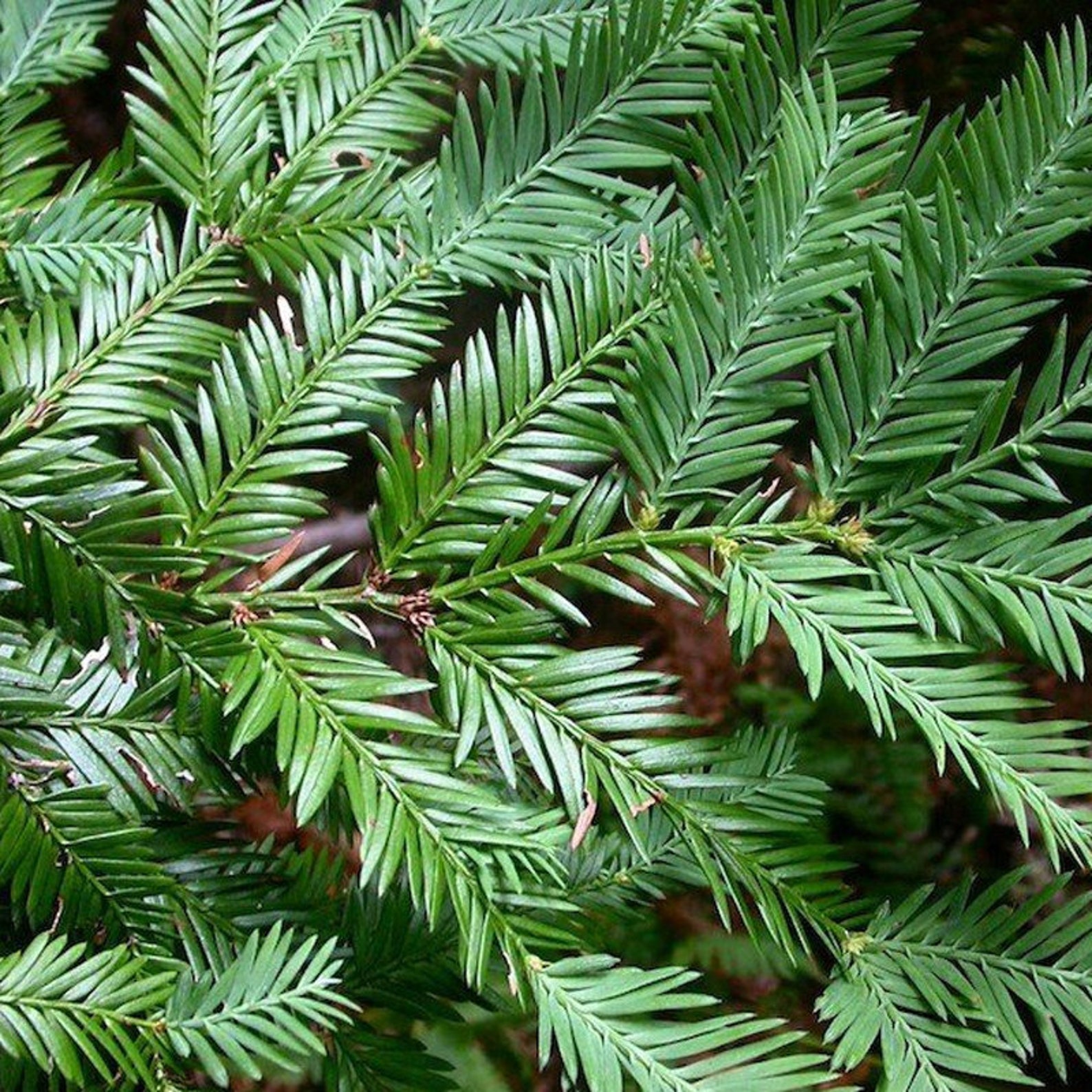 Sequoia Sempervirens (california Redwood, Coast Redwood) Tree Seeds ...