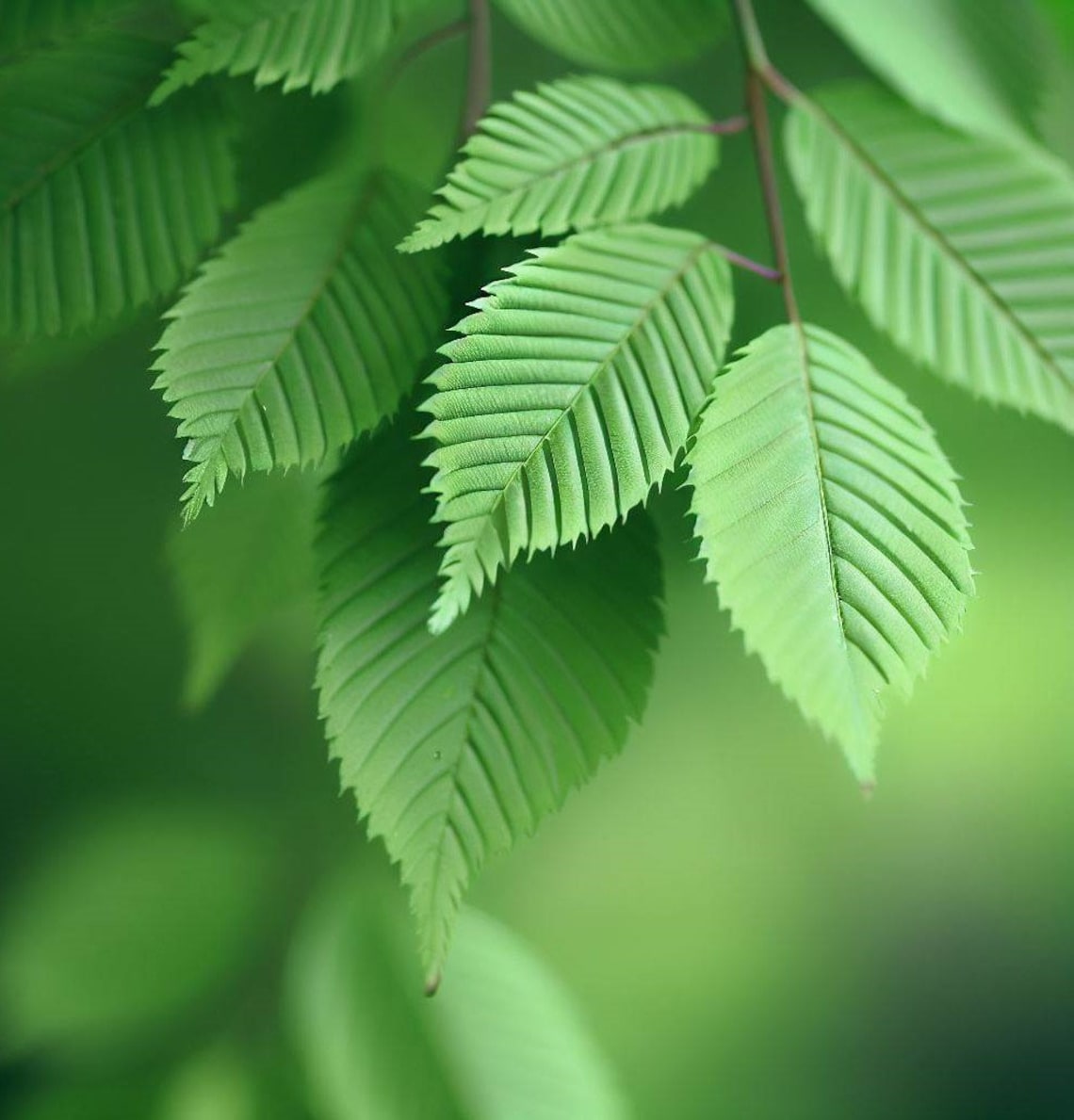 Zelkova Serrata (japanese Zelkova) Tree Seeds, Ornamental Use, Vase ...