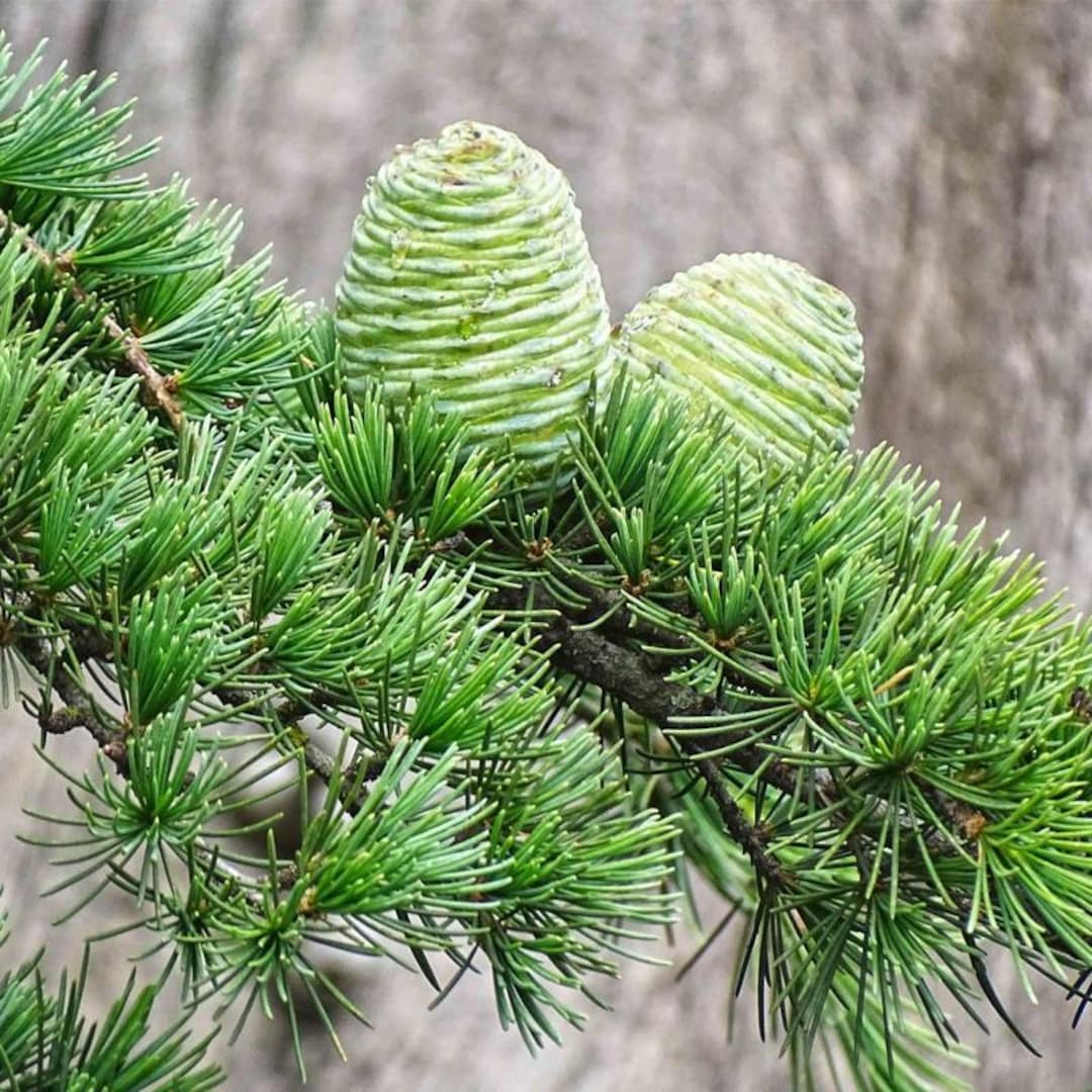 Cedrus Deodara (deodar Cedar) Tree Seeds, Native to the Himalayas, is ...