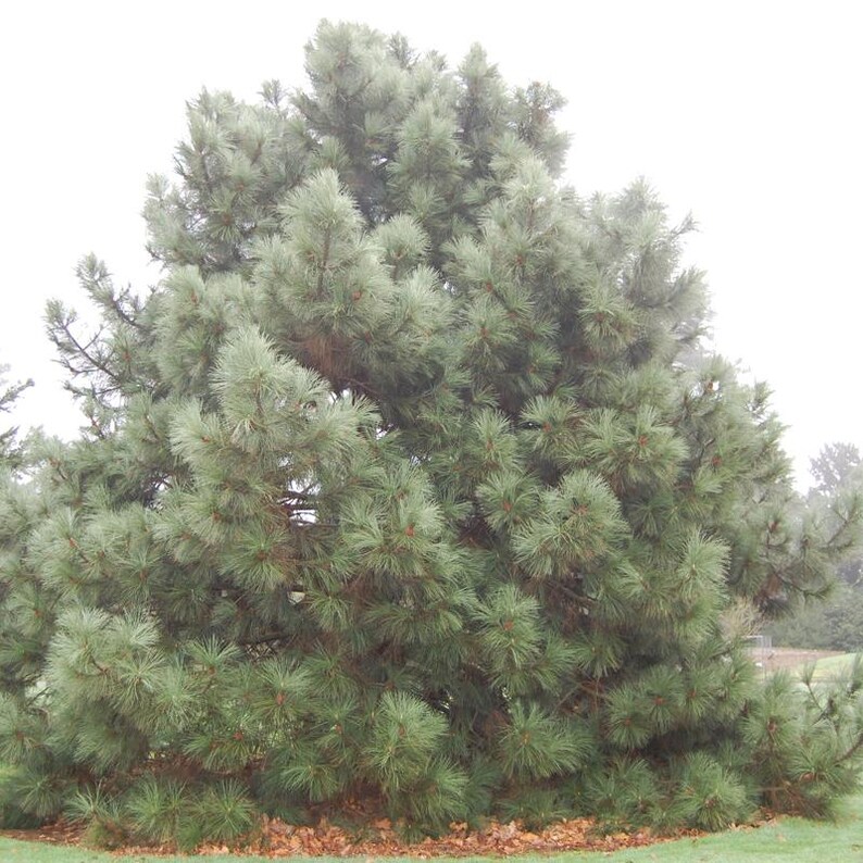 Pinus Coulteri (coulter's Pine) Tree Seeds, Large and Evergreen, Unique ...