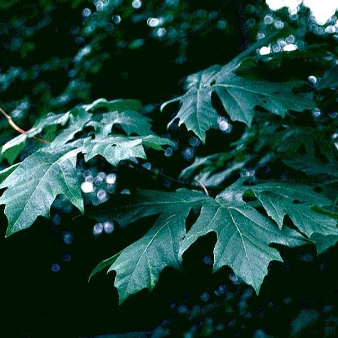Acer Macrophyllum D.w. (bigleaf Maple) Tree Seeds, Largest Maple Leaves ...
