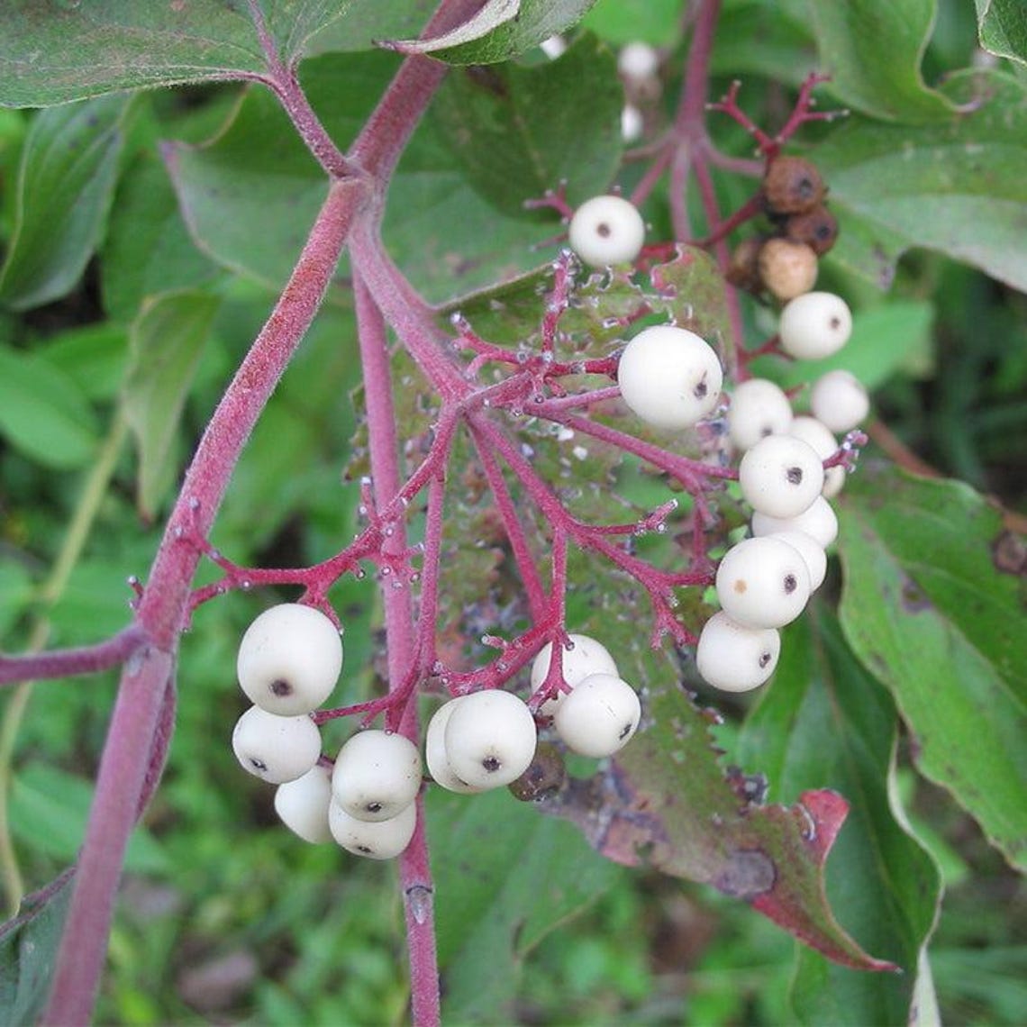 Cornus Racemosa (gray Dogwood) Tree Seeds, Subtle Bloomer, Pollinator ...