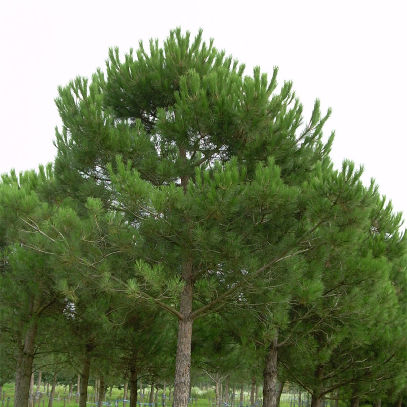 Pinus Pinea (italian Stone Pine) Tree Seeds , Produces Large, Edible ...