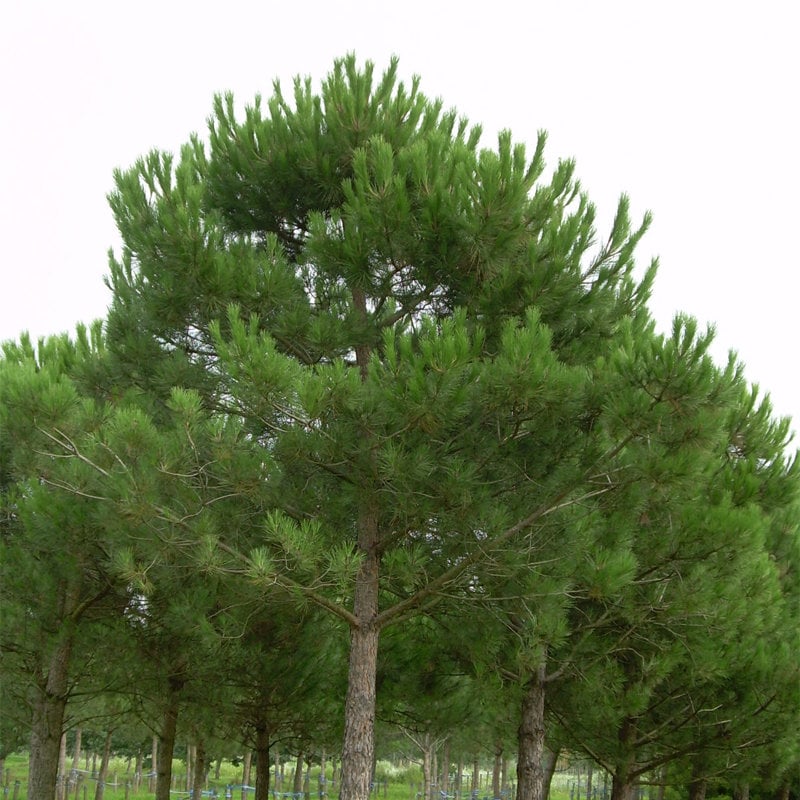 Pinus Pinea (italian Stone Pine) Tree Seeds , Produces Large, Edible ...
