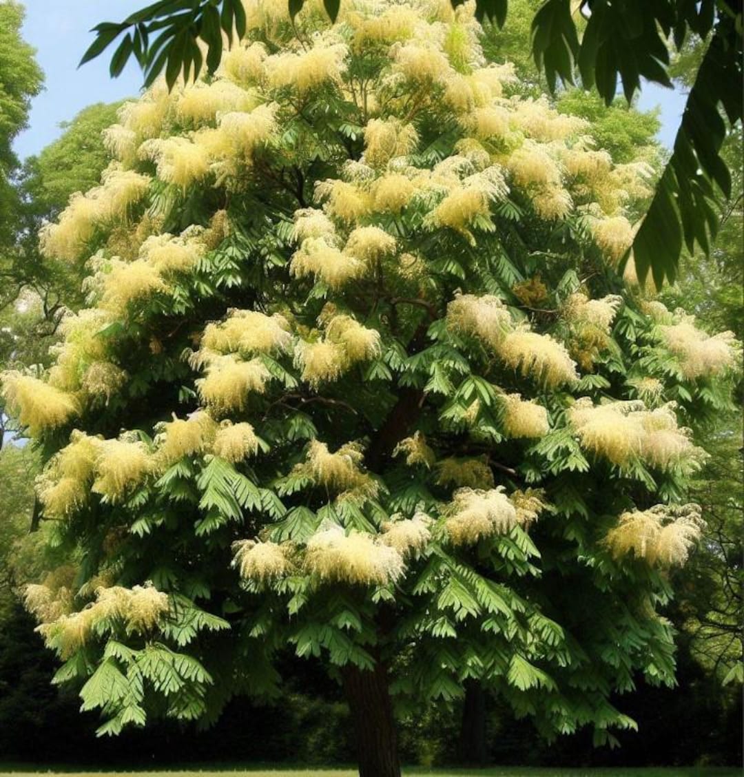 Fraxinus Ornus (flowering Ash) Tree Seeds, Elegant Appearance, Vibrant ...