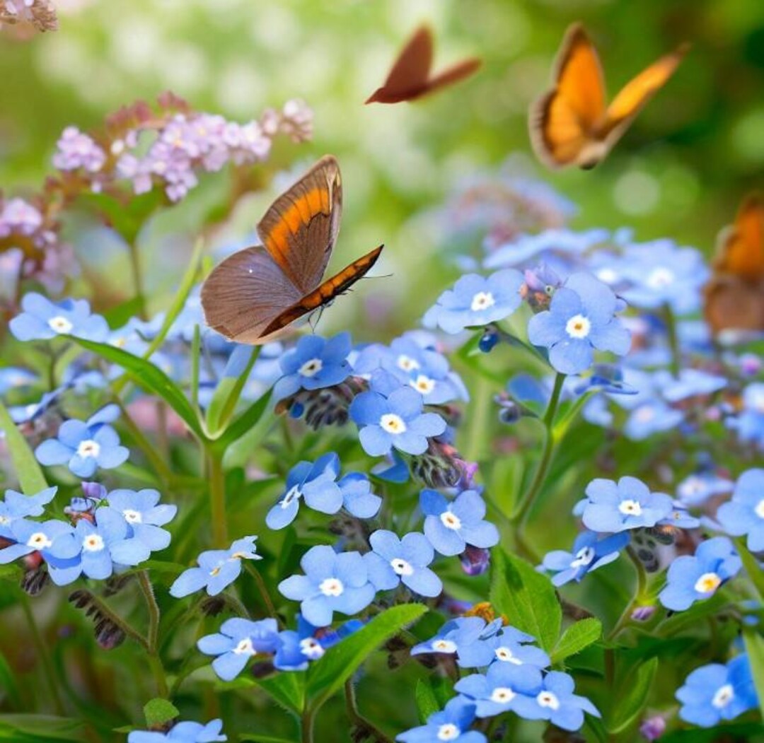 Anchusa Capensis (cape Forget-me-not) Flower Seeds, Blue, Soft-textured ...