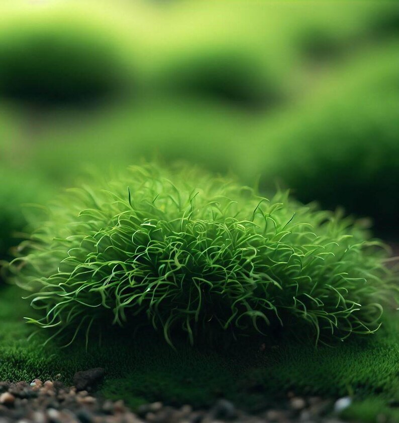 Sagina Subulata (irish Moss) (5,000 Raw Seeds per Pack) Plant Seeds ...