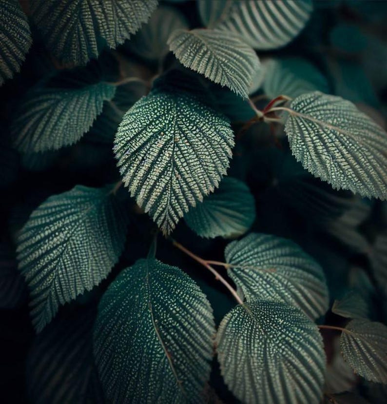 Alnus Incana (european Speckled Alder) Tree Seeds, Medium-size, Fast ...