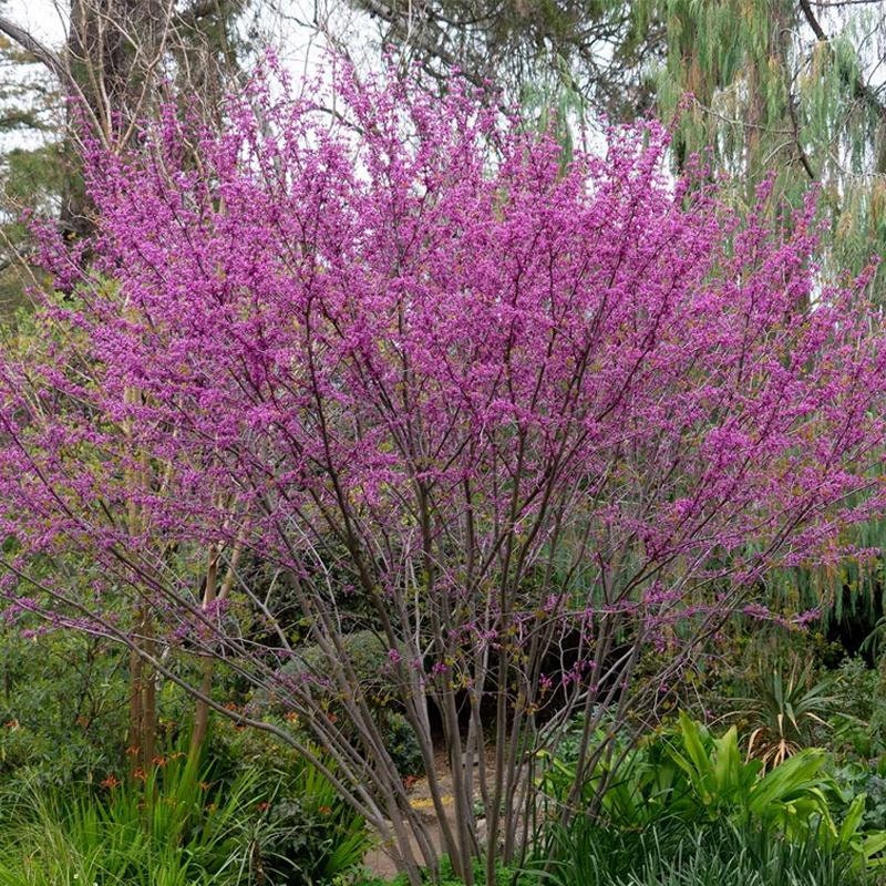 Cercis Occidentalis (california Redbud) Tree Seeds, Pink to Magenta ...