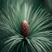 Pinus Palustris (longleaf Pine) Tree Seeds , Towering Evergreen ...