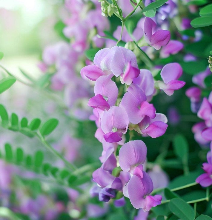 Lathyrus Maritima (beach Pea, Heath Pea) Flower Seeds, Coastal Habitats ...