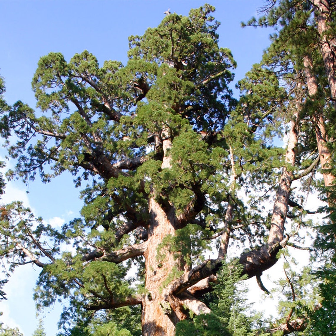 Sequoia Gigantea (giant Sequoia, Sierra Redwood, Dr. Seuss Tree) Tree ...