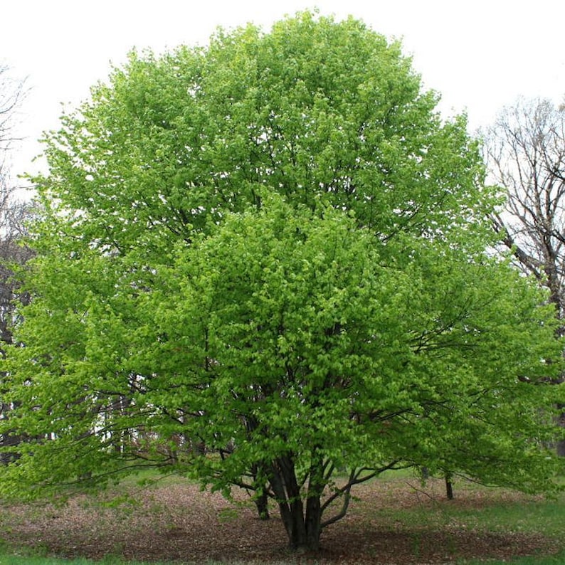 Fagus Sylvatica (european Beech) Tree Seeds, Vibrant Fall Color Shades ...