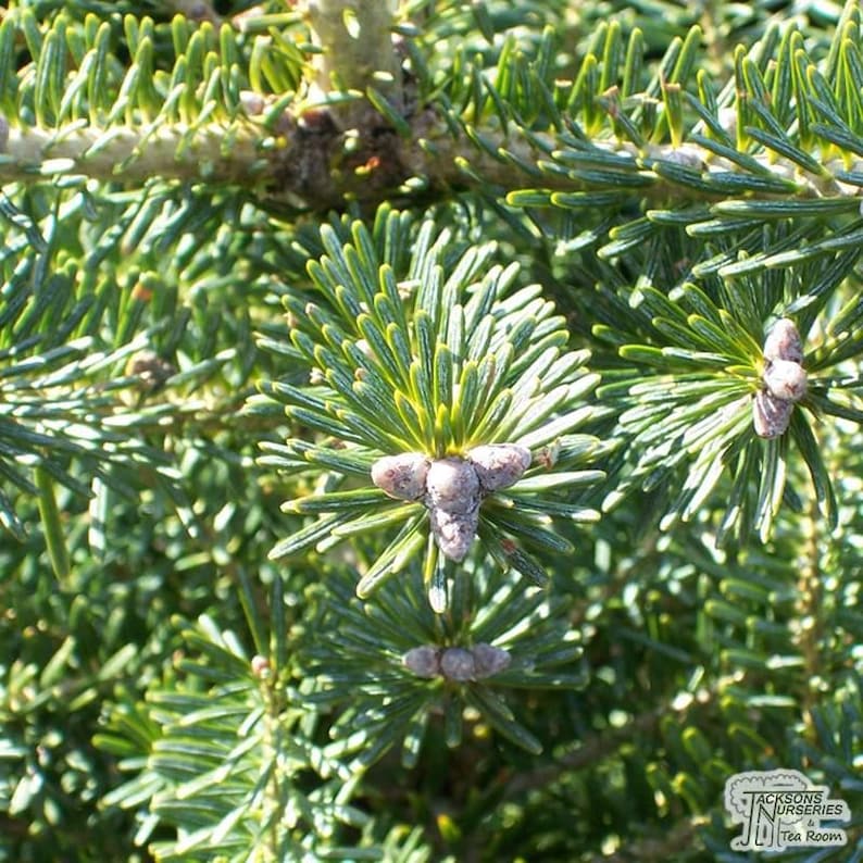 Abies Koreana (korean Fir) Tree Seeds, Striking Silver-banded Needles ...