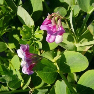 Lathyrus Maritima (beach Pea, Heath Pea) Flower Seeds, Coastal Habitats ...