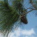 Pinus Palustris (longleaf Pine) Tree Seeds , Towering Evergreen ...