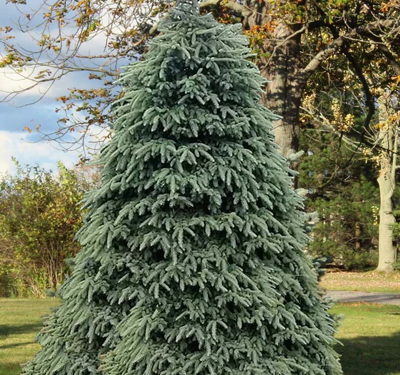Picea Glauca Densata (black Hills Spruce) Tree Seeds, Evergreen Native ...