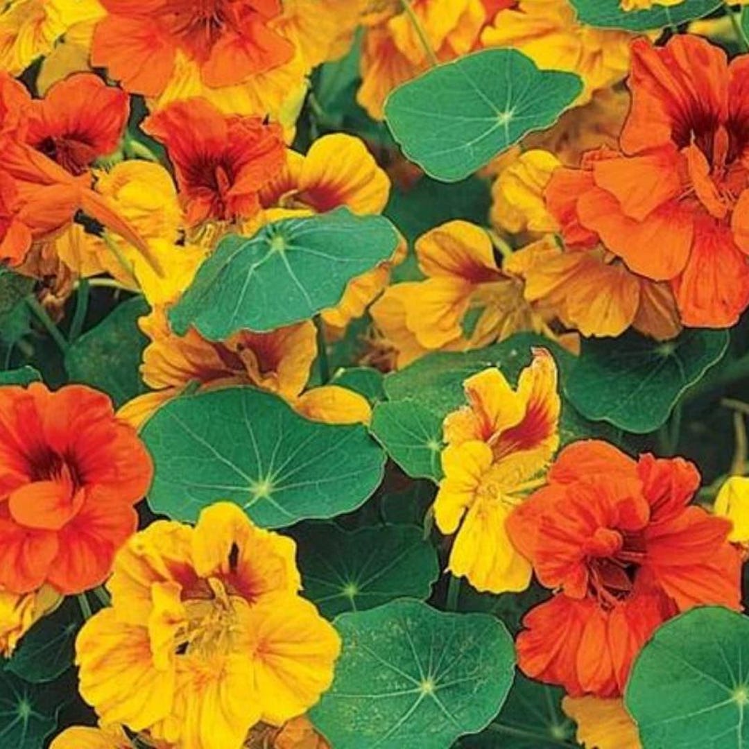 Tropaeolum Nanum 'tom Thumb Mix' (nasturtium, Dwarf Tom Thumb Mix ...
