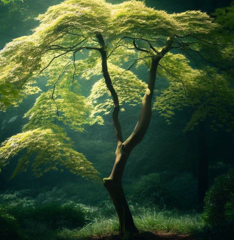 Acer Elegantulum (elegant Maple) Tree Seeds, Stands Out for Its Rarity ...