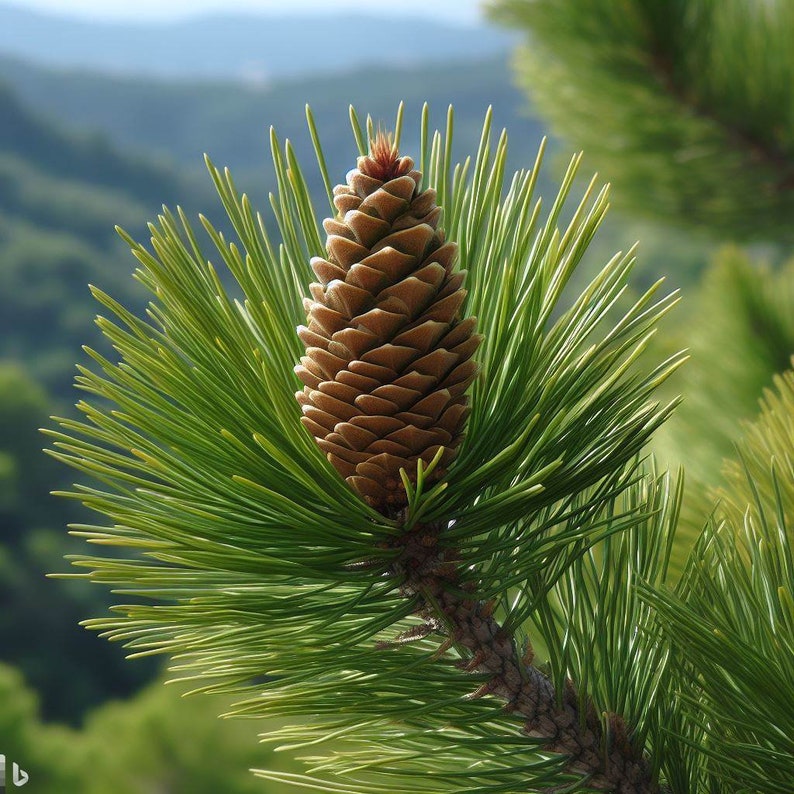 Pinus Halepensis Var. Brutia (brutia Pine, Calabrian Pine ...