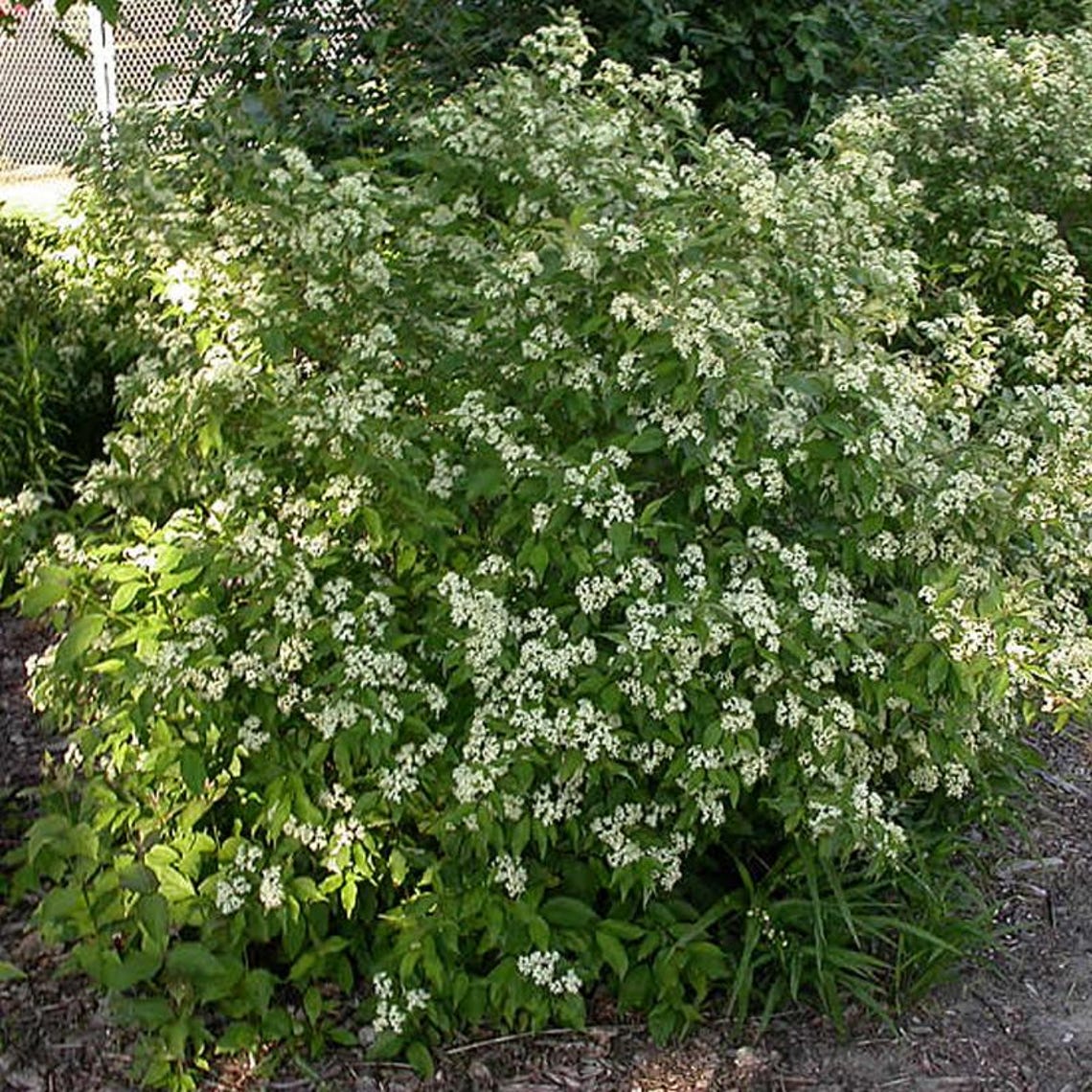 Cornus Racemosa (gray Dogwood) Tree Seeds, Subtle Bloomer, Pollinator ...