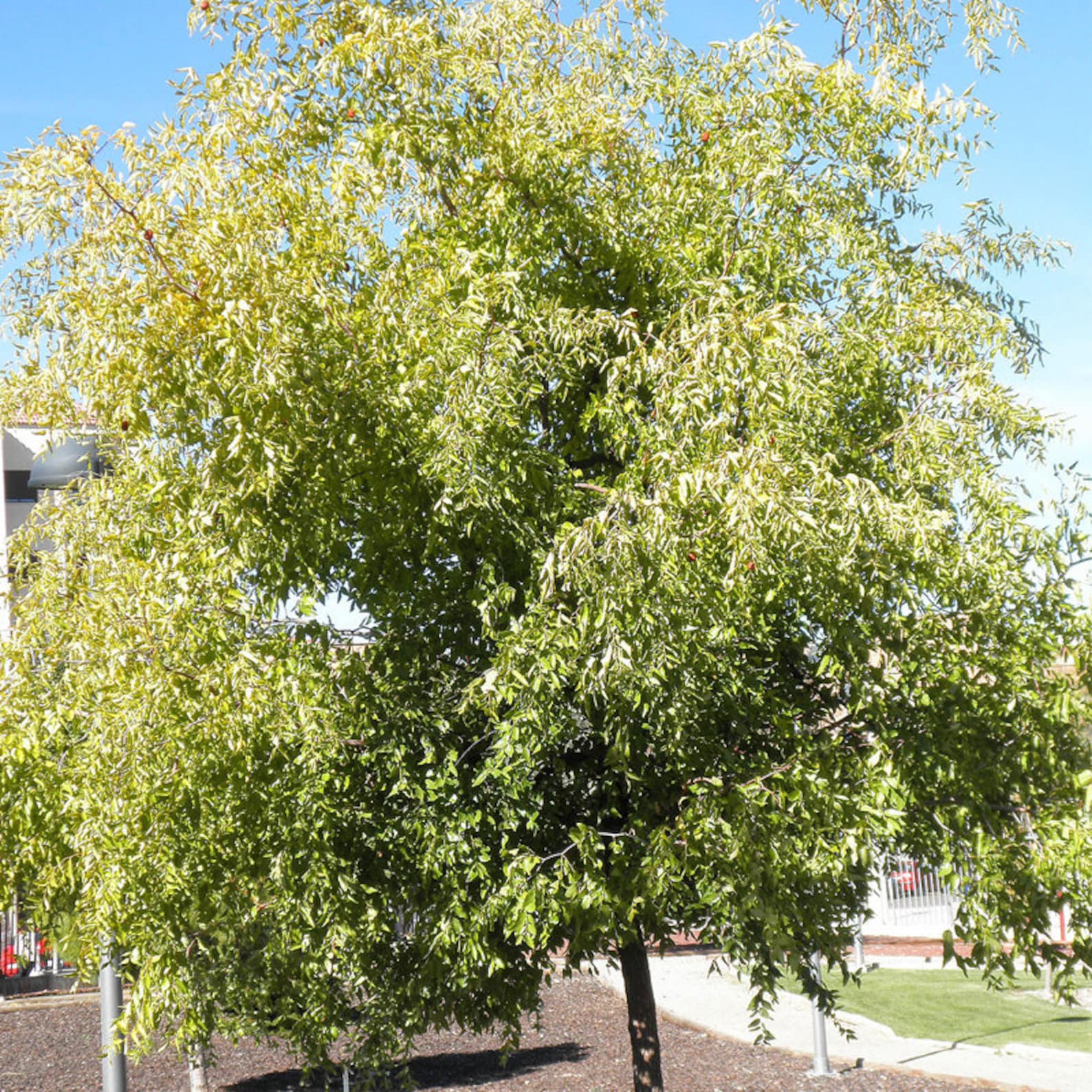Ziziphus Jujuba (jujube, Chinese Date) Fruit Seeds, Sweet, Tangy Fruits ...