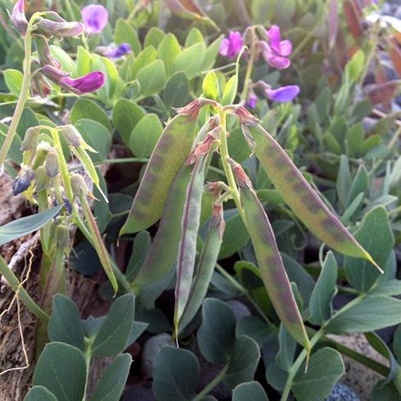 Lathyrus Maritima (beach Pea, Heath Pea) Flower Seeds, Coastal Habitats ...